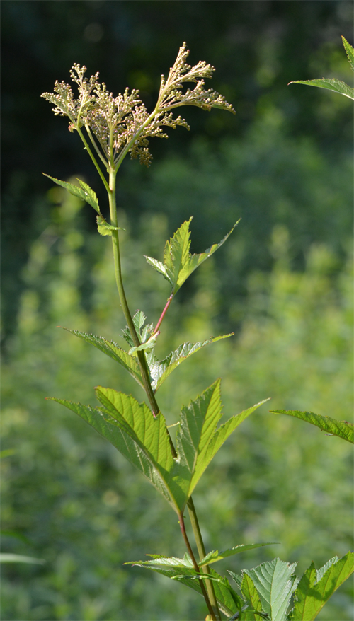 Filipendula rubra (meadowsweet) « Native plants for a Cape Cod garden